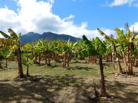 Guide To Growing Bananas In Your Backyard