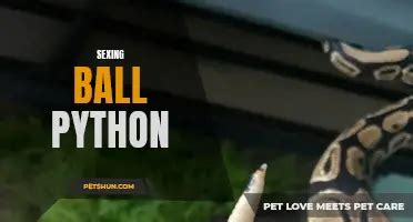 Everything You Need To Know About Ball Pythons A Complete Guide PetShun