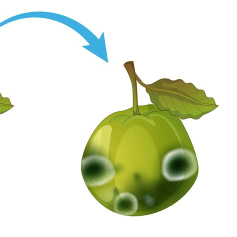 Guava Fruit And Leaf Disease Dataset Kaggle