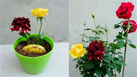 How To Grow Roses Cuttings In Banana Simple And Effective Method