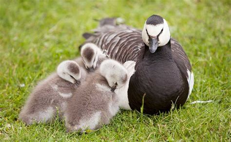 Barnacle Goose Facts Identification Diet Migration Info Etc