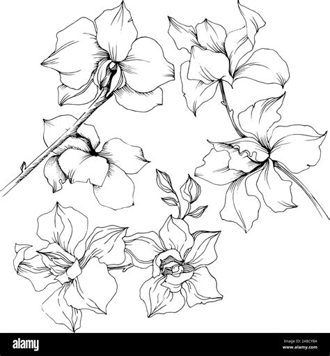 Vector Orchid Flowers Floral Botanical Flower Isolated Illustration