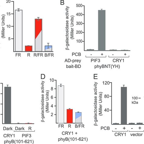 Phyb Cry1 Interaction Is Disrupted By Red Or Blue Illumination A Download Scientific Diagram