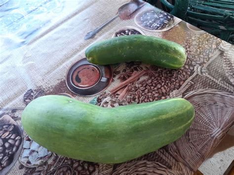 Absolute Unit Of A Cucumber Straight From My Garden R Absoluteunits