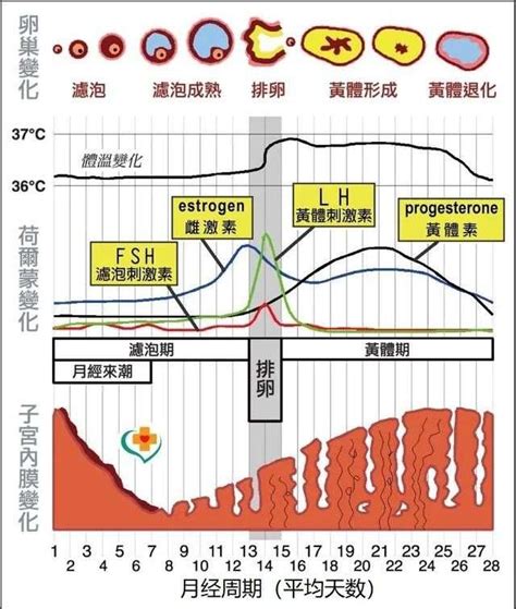 子宫内膜厚度多少正常？不同时期是有差别的【快资讯】
