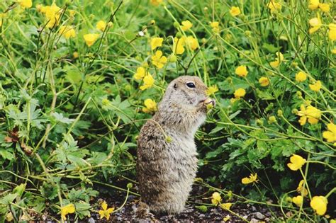 Premium Photo Close Up Of A Gopher On Field Premium Photo Close Up Of A Gopher On Field