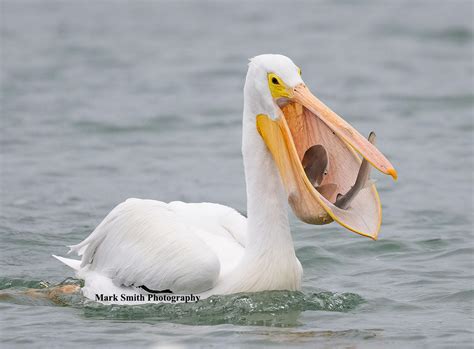 Pelican Eats Shark Rnatureismetal