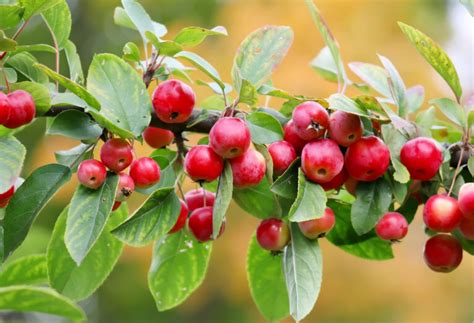 Пазл ранетки разгадать онлайн из раздела Природа бесплатно