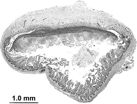 Ulcerative Enteritis Like Disease Associated With Clostridium