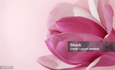 멋진 핑크 라일락 마젠타 목련 꽃이 다양한 각도와 배경으로 클로즈업 0명에 대한 스톡 사진 및 기타 이미지 0명 결심 관능 Istock