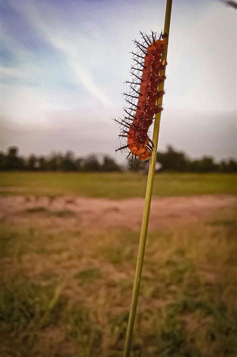 Sayan Ghosh Fotografía