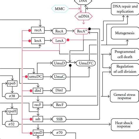 Pdf Modeling And Simulation Of Genetic Regulatory Networks By Ordinary Differential Equations