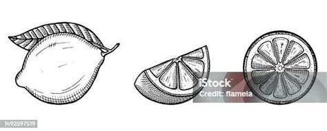 한 손으로 그린 레몬과 두 개의 레몬 조각이 흰색 배경에 분리되어 있습니다 채식 유기농 식품 벡터 그림입니다 차 뜨거운 음료에 대한 스톡 벡터 아트 및 기타 이미지 Istock