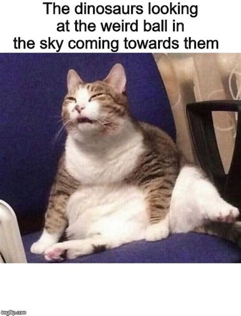 Squinty Cat Memes White And Ginger Funny Cat Smiling And Squinting
