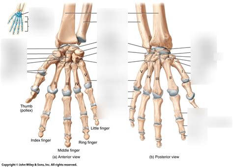 Aandp241 Metacarpal And Phalangeal Bones Diagram Quizlet