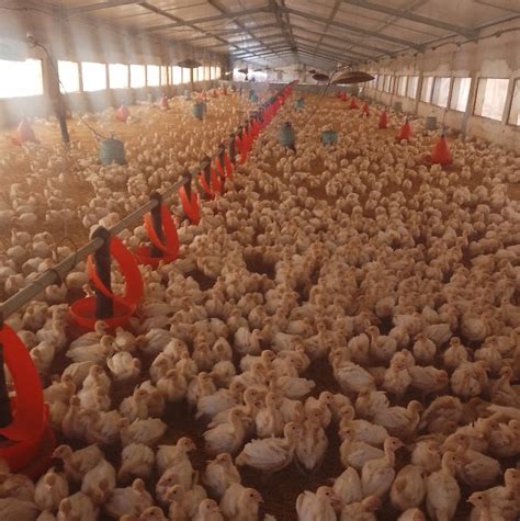 بوكيه ورد ستان لون اوف وايت حاجه رقيقه Flowers And Store Facebook