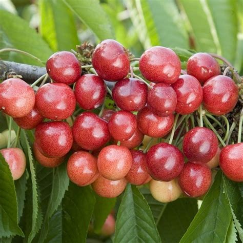 Buy Cherry Sweetheart Sweet Cherry Cherry Sweetheart Sweet Cherry