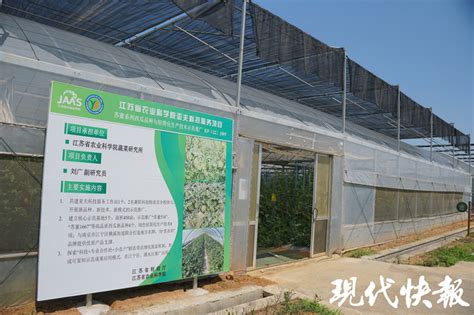 农科专家田间“把脉”，推广优质西瓜品种与轻简化技术腾讯新闻