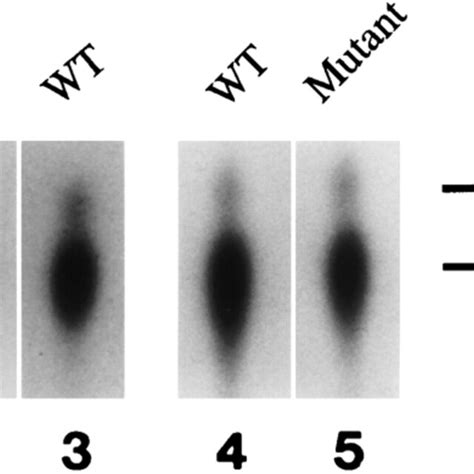 The Functional Levels Of Pi 3 Kinase And Pi 4 Kinase Are Identical In