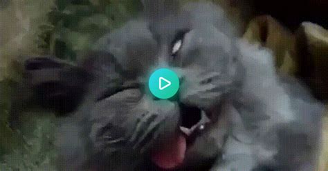 kitty exe crashes on imgur