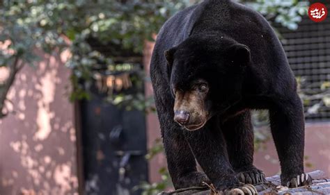 ببینید؛ سه خرس در حال بازی روی تاب کودکان دیده شدند