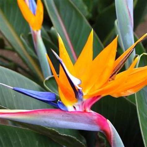 Редкие Домашние Цветы Фото И Названия – Telegraph