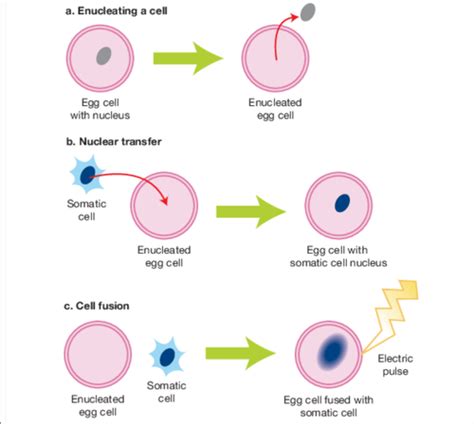 Biology Chapter 9 Flashcards Quizlet