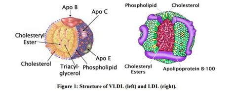 Hdl Cholesterol Structure