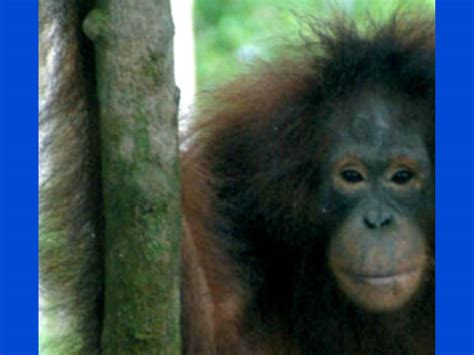 The Story Of An Orangutan Who Was Used As A Sex Slave