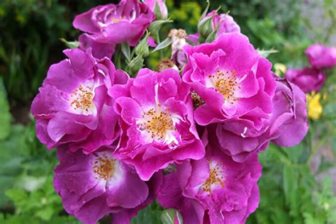 Роза Рапсодия ин Блю — фото и описание сорта с отзывами