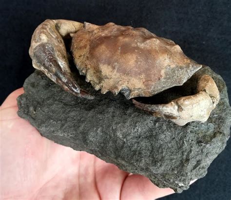 Huge Fossil Sea Crab Shell And Clamps Zanthopsis Catawiki