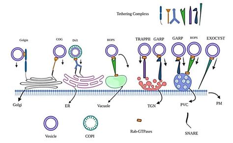 Ravikumar Steiner And Assaad 2017 Distribution Of Tethering