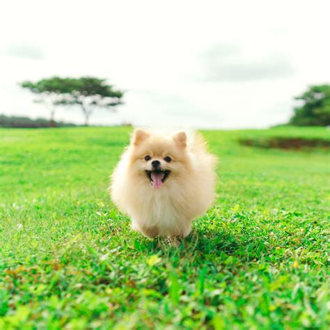 ‎강아지를 위한 음악 Album By 귀여운 강아지 Apple Music