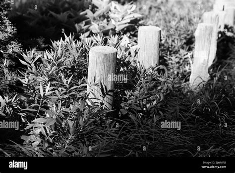 Wooden Fence Post Standing In The Summer Meadow In A Black And White