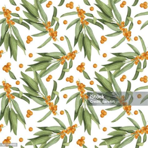바다 갈매 나무속 열매와 잎 수채화 원활한 패턴 꿀 허브 흰색 배경에 패턴을 반복합니다 가을에 대한 스톡 벡터 아트 및 기타 이미지 가을 갈매나무 건강관리와 의술