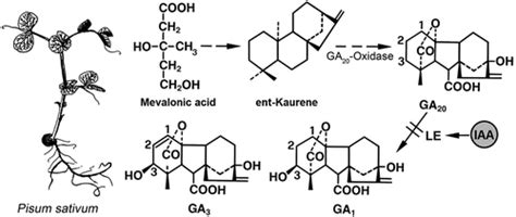 Full Article Mendel 200 Pea As A Model System To Analyze Hormone