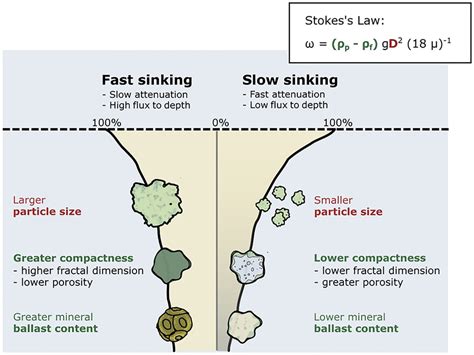Schematic Illustrating Factors Posed To Influence Particle Sinking