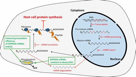Steps Of Dna Synthesis Yyxaser