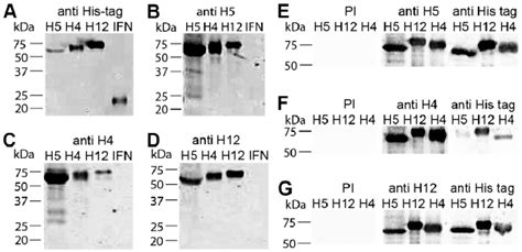 Western Blot Analyses With Pre Immune Sera And Antisera Derived From