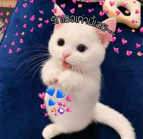 รักเธอเท่านี้