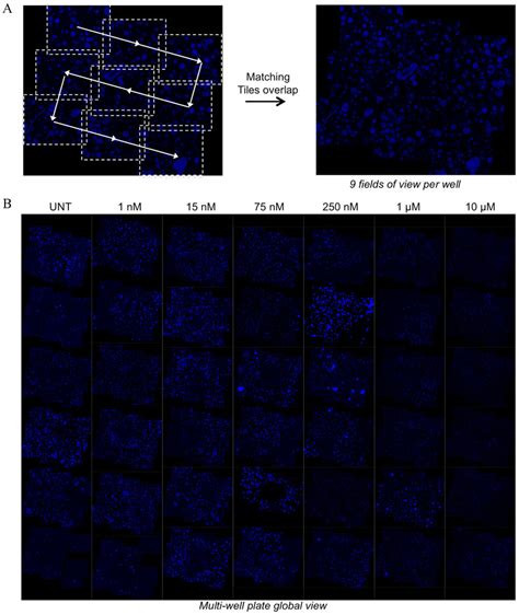 Image Z Stack Stitching To Reconstruct Complete Well Information A Download Scientific Diagram