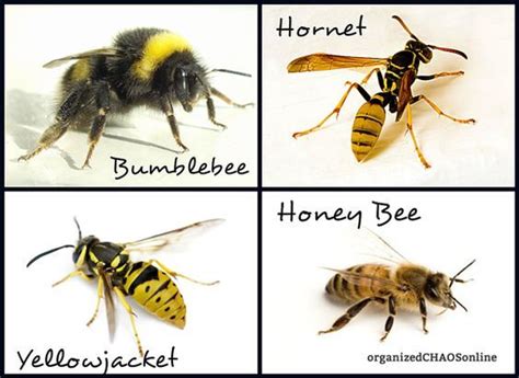 Difference Between Wasp And Hornet