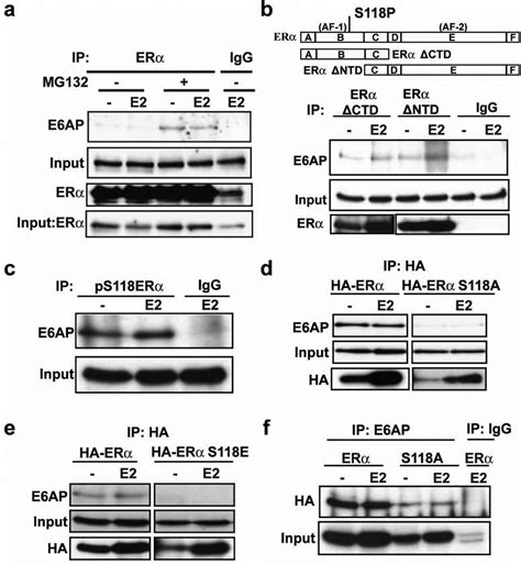 pin1 modulates erα levels in breast cancer through inhibition of