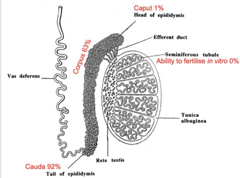 Sperm Maturation And Fertilisation Flashcards Quizlet