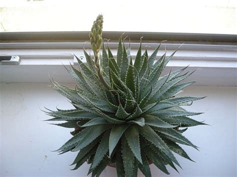 Как называется цветок Kuza Olga Kuzmina Ответы Mail