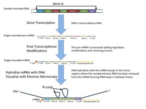 Rna Processing