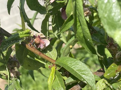Aphids On Fruit Trees Rpermaculture