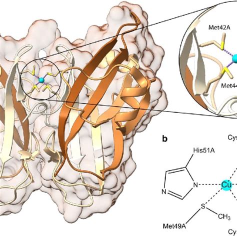 Pdf The Model Structure Of The Copper Dependent Ammonia Monooxygenase