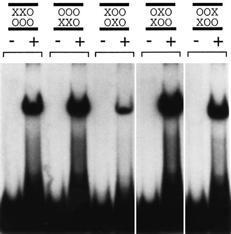 Binding Of Seqa Protein To Dna Requires Interaction Between Two Or More