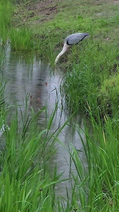 백로와 왜가리 Youtube